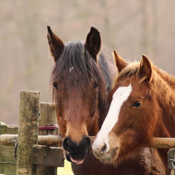 Pferde – TG Gommerscheid I Tierarzt Neuwied
